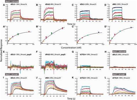 Typical Sets Of SPR Binding Curves And Equilibrium Fits For The Download Scientific Diagram