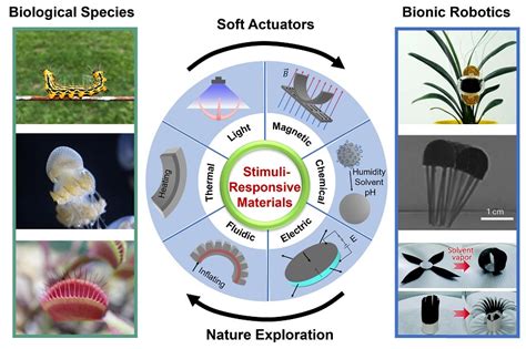 Bioinspired Stimuli Responsive Materials For Soft Actuators[v1]