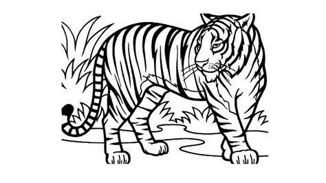 Dibujo De Animales Salvajes De La Selva Para Colorear Y Pintar 622