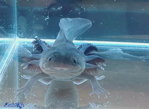 Melanoid Axolotl Axolotls Nyc