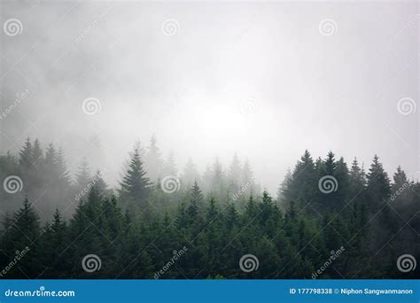 The Pine Forest In The Valley In The Morning Is Very Foggy The