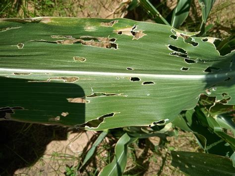 Maize Faw Object Detection Model By Indaba X