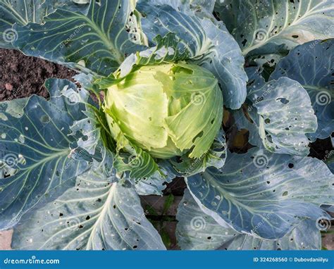 Headed Cabbage Eaten By Parasites Slugs And Snails Garden Pests Stock