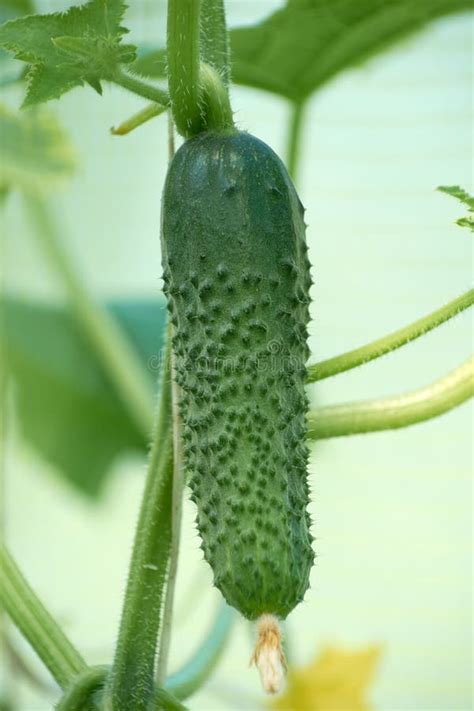 Stem Of Cucumber With Several Vegetables Growing Stock Image Image Of Healthy Ground 118274037