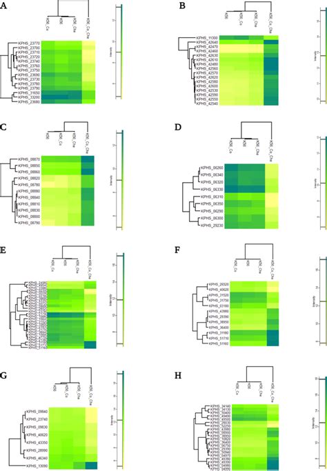 Heatmaps Of Various Pathways A In Phenylalanine Metabolism