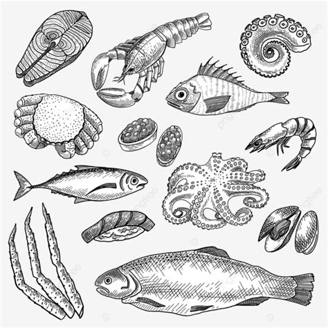 海鮮素描集魷魚食品 復古的 魚 海洋向量圖案素材免費下載PNGEPS和AI素材下載 Pngtree