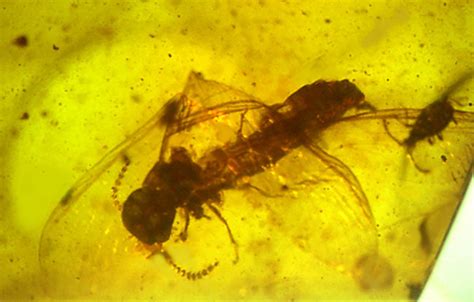 Articles By Robert Goodier Live Science