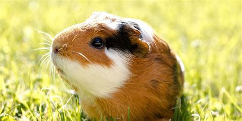 Haarlinge Beim Meerschweinchen Ansteckung Behandlung Mehr