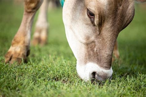 Premium Photo Cow Eating Grass For Organic Milk Production At Dairy Farm
