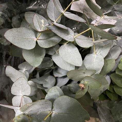 Eucalyptus Silver Dollar Waytogrowgreenhouses