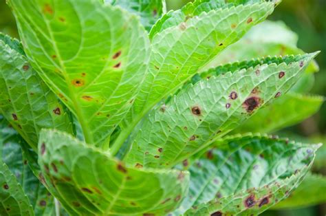 4 Common Problems With Hydrangeas Backyard Boss