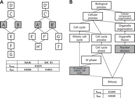 Figure 1 From Bi Directional Semantic Similarity For Gene Ontology To