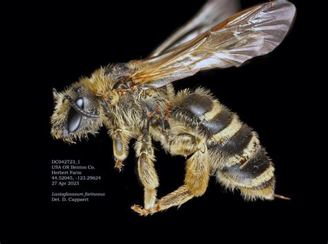 Entomologists Corner The Mysteries Of Pollinator Preference Institute For Applied Ecology