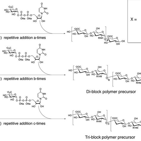 Polyacrylamide Gel Electrophoresis Of The Final Block Copolymer
