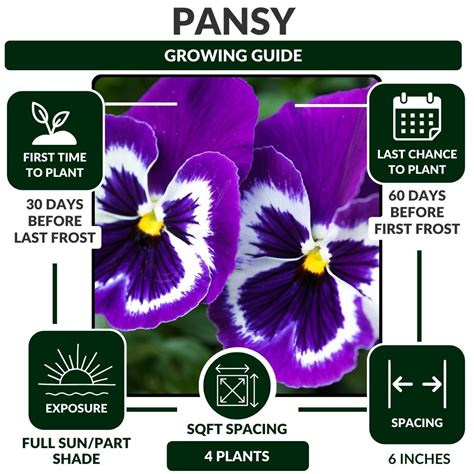 Pansy Growing Guide Limitless Growth