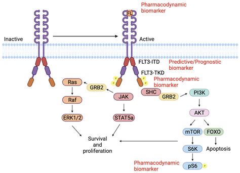 Cancers Free Full Text Role Of Biomarkers In Flt3 Aml