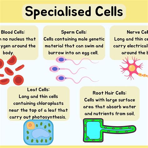 Ks3 Organisms Science Poster Pack Levels Of Organisation Animal