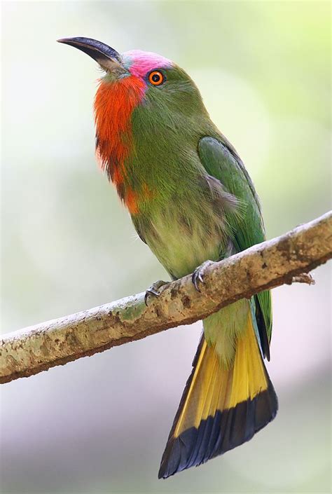 Red Bearded Bee Eater Bee Eater Red Beard Most Beautiful Birds