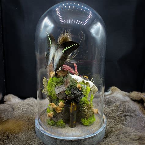 Collecting And Cleaning Animal Bones 5 Best Practices The Vultures Bone