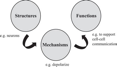 Structure Function Relations In Physiology Education Wheres The