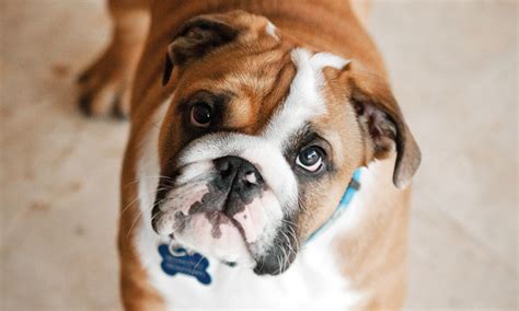 Physitis And Fracture In A Bulldog Diagnosis And Treatment