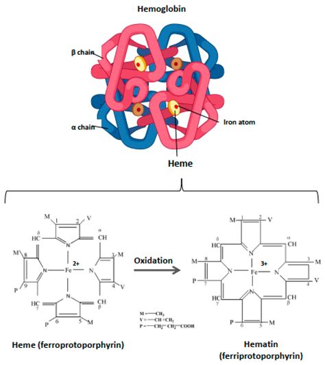 Hemoglobin Heme