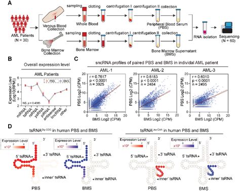 Correlation Analysis Of Sncrna Expression Levels Between Pbs And Bms In