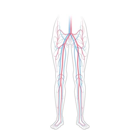 Anatomía del sistema circulatorio Vector Premium