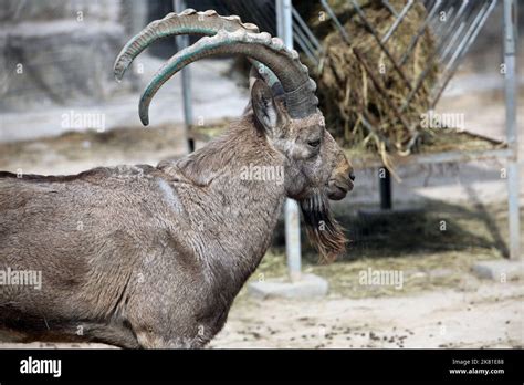 A Closeup Shot Of A Gray Siberian Ibex Capra Sibirica With Big Horns