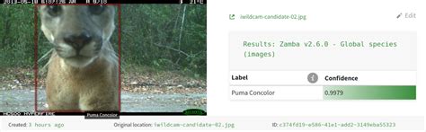 Automating Wildlife Monitoring With Zamba And Zamba Cloud Drivendata Labs