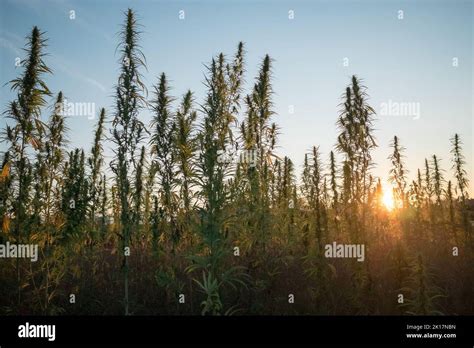 Industrial Hemp Plants Hemp Crop On The Plantation During Sunset With