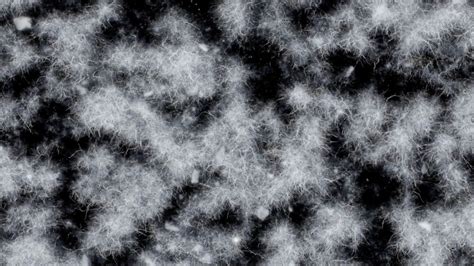 Mycelium Resources Mycelium Matters An Interdisciplinary Exploration