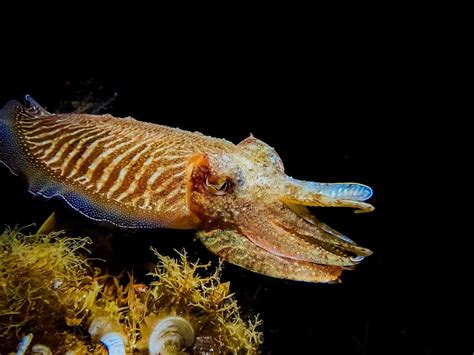 Giant Cuttlefish Mimics Being Female To Mate Animals Around The Globe