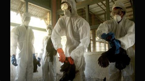 Emiten alerta sanitaria en Bolivia por brote de gripe aviar en países vecinos Erbol