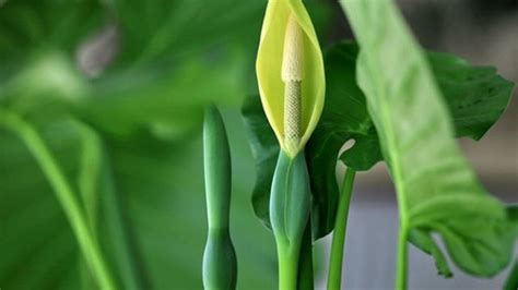 滴水观音长太高怎么办 花百科