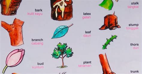 Bagian Bagian Pohon Dalam Bahasa Inggris