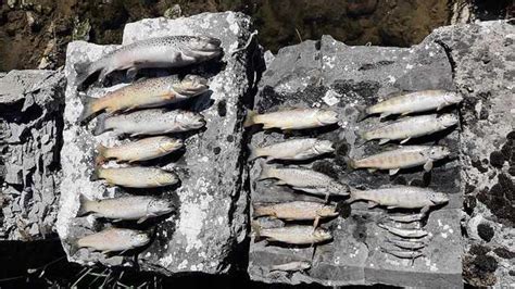 Fish Kill 14749 Fish Killed In 5km Stretch Of River Offaly Independent