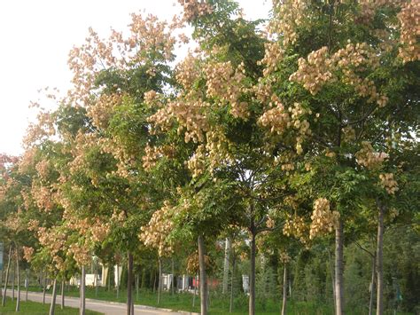 夏季栾树栾树行道树栾树大山谷图库