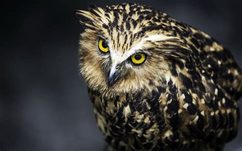Great Horned Tiger Owl Birds Owls Eurasian Eagle Owl Hdr Trees Hd