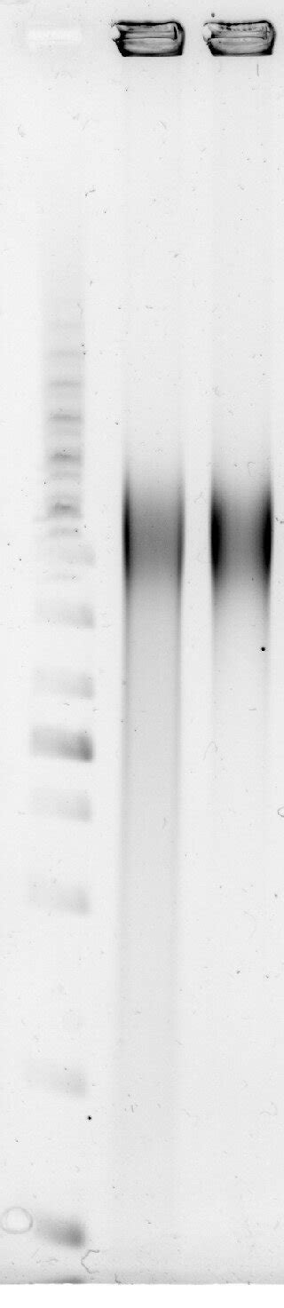 Visualization Of Extracted Genomic Dna Size Distributions A Pfge