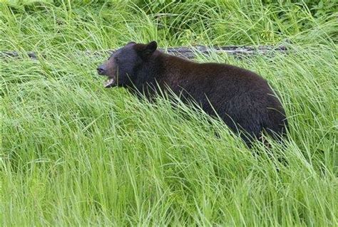 Sacrifican Oso En Canadá Por Comer Restos De Un Homicida Diario Libre