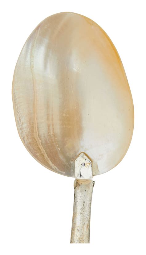 Shell Spoons And Jayson Home