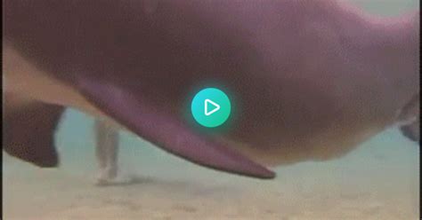 Birth Of A Dolphin  On Imgur