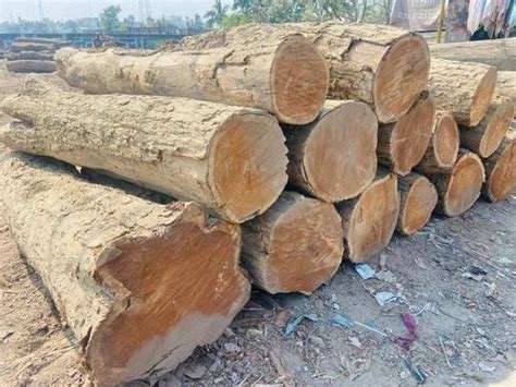 Brown 6 Feet Sheesham Wood Logs For Furniture At Best Price In Beawar