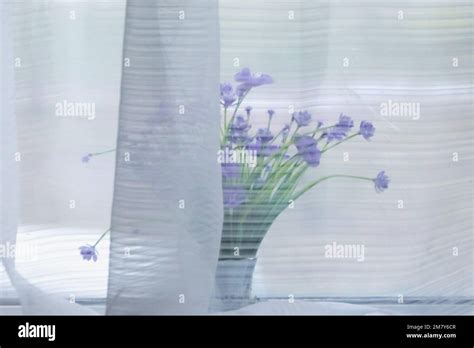 Semi Blurred Image Of Delicate Bouquet Of Wildflowers Behind