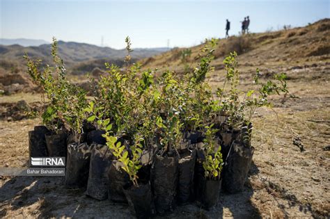 اجرای طرح زراعت چوب در سطح ۲۶ هزار هکتار از اراضی شهرستان کارون آغاز شد