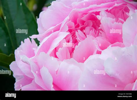 Dresden Pink peony, Adelman Peony Garden, Brooks, Oregon Stock Photo ...