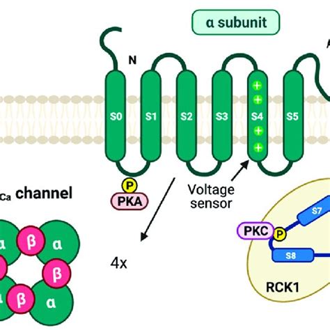 K ATP Channel Openers And Blockers K ATP Channels On Smooth Muscle