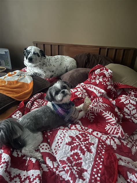 Just Chewing A Small Rawhide 😁 Scrolller