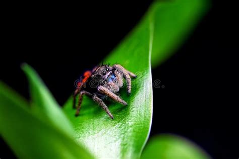 Phidippus Johnsoni Jumping Spider Jump Spider Phidippus Johnson